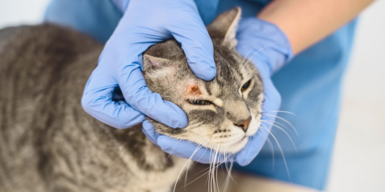 Tigna nei gatti: cause, sintomi e trattamento - Cats.com