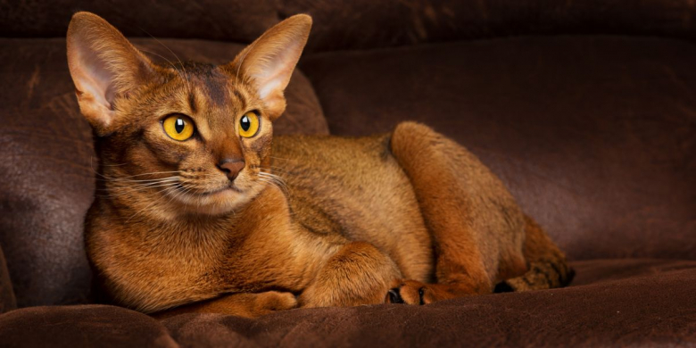 Le 10 razze di gatti marroni più popolari - Cats.com
