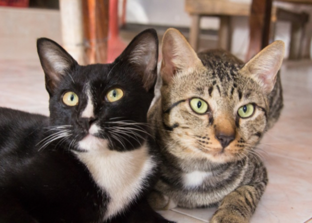 Cosa sono i feromoni dei gatti e funzionano davvero? - Cats.com