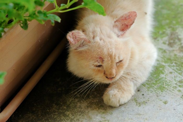 Tigna nei gatti: cause, sintomi e trattamento - Cats.com