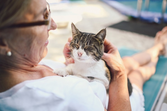 Perché il mio gatto fa costantemente le fusa? - Cats.com