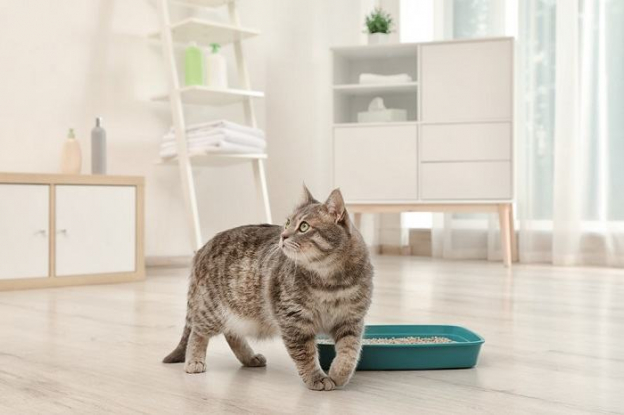 Come decodificare la cacca del tuo gatto con la tabella delle feci del ...