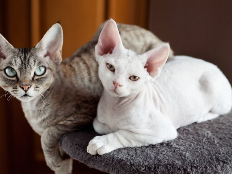 Gatto Scottish Fold: Caratteristiche, personalità e informazioni sulla ...