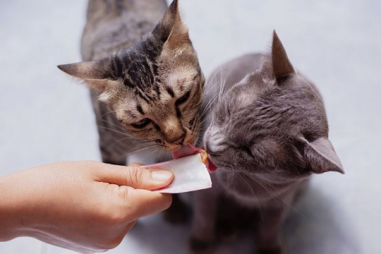 Cosa sono i feromoni dei gatti e funzionano davvero? - Cats.com