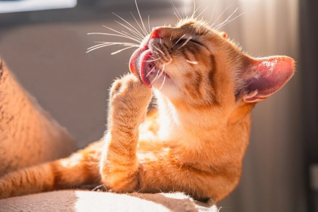 Guida all'anatomia del gatto - Cats.com