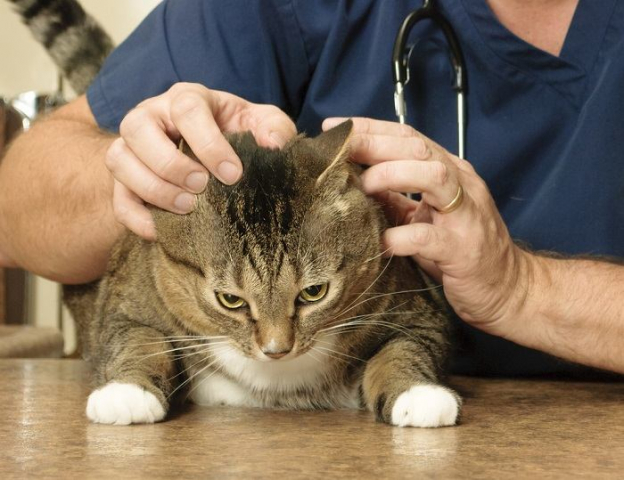 6 passaggi comprovati per rimuovere una zecca da un gatto - Cats.com