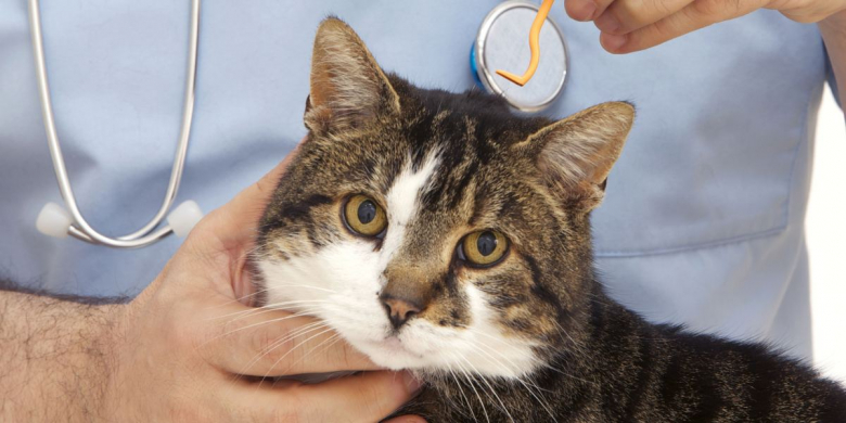 6 passaggi comprovati per rimuovere una zecca da un gatto - Cats.com