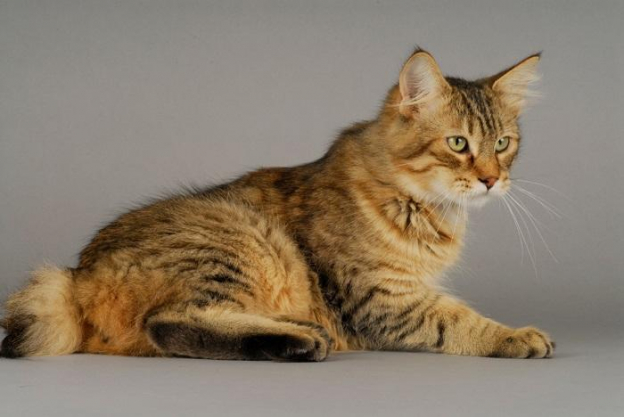 Le linci rosse possono essere buoni animali domestici? - Cats.com