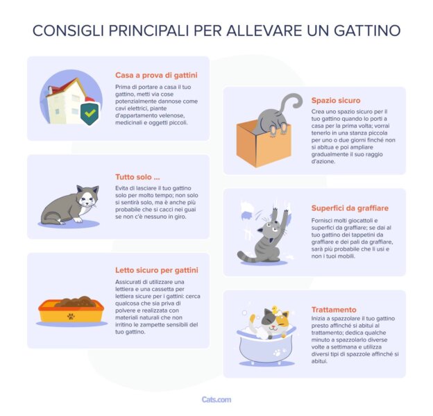 La guida completa su come prendersi cura di un gattino - Cats.com